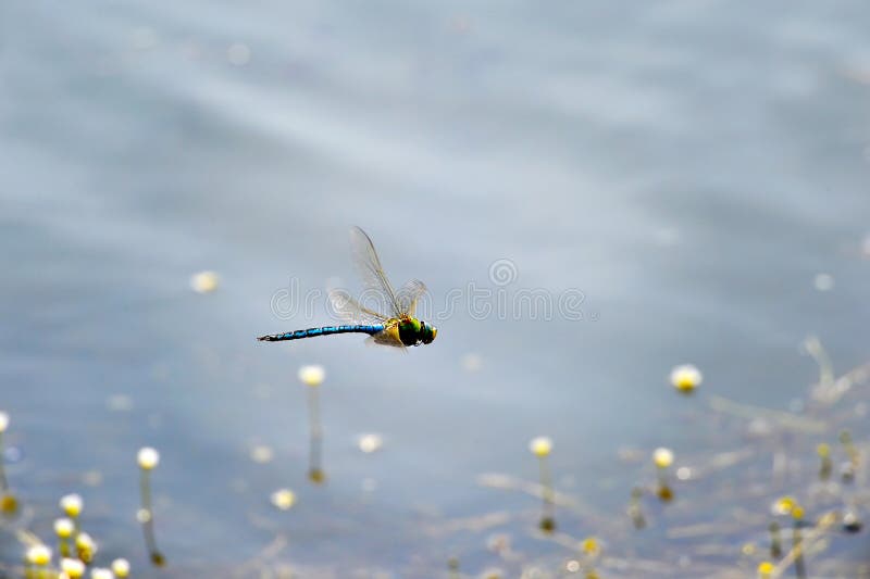 Dragonfly Close-up Flying Over Water Stock Photo - Image of grass ...