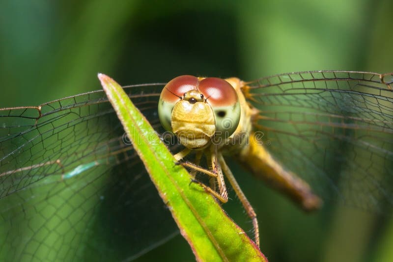 Dragonfly close up stock photo. Image of life, close - 50175886