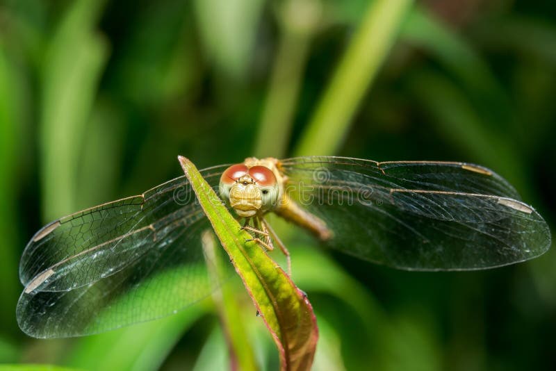 Dragonfly close up stock photo. Image of life, close - 50175886