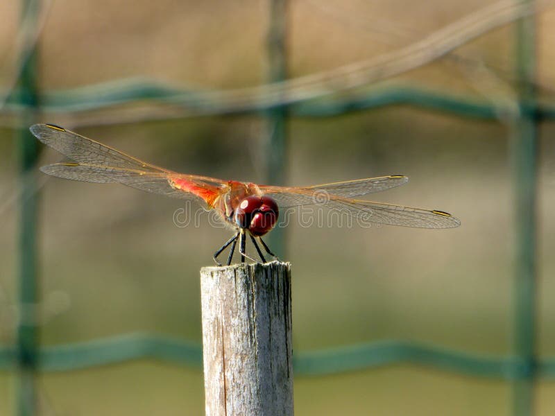 Dragonfly stock image. Image of dragonfly, anisoptera - 103196067