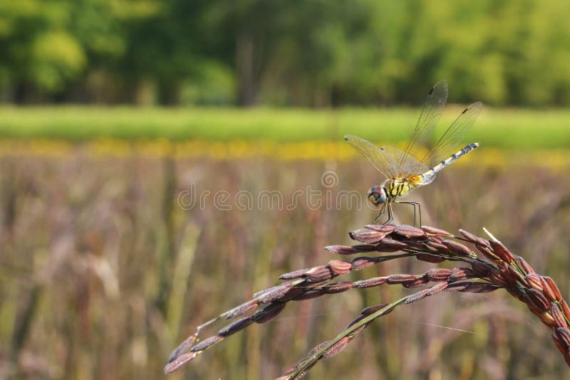 Dragonfly stock image. Image of anisoptera, animal, creature - 67240759