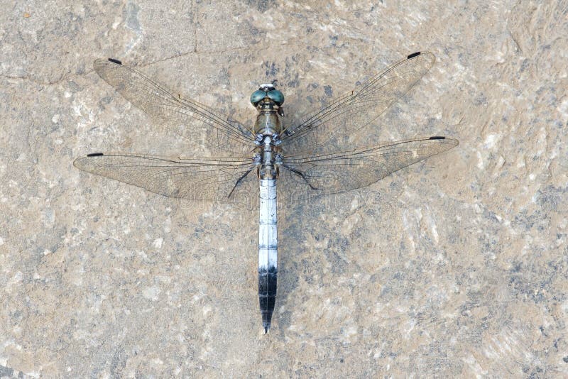 Dragonfly stock photo. Image of animals, orthetrum, melania - 42298300