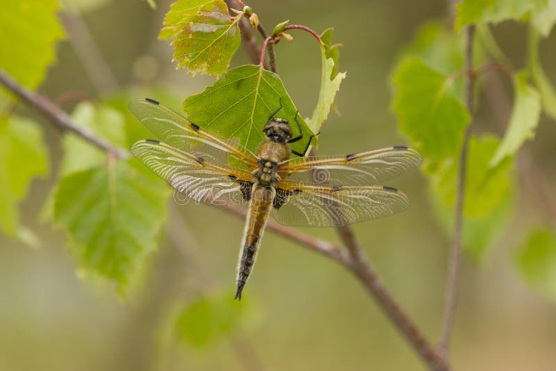 Dragonfly close up stock image. Image of libellula, diamonds - 97730123