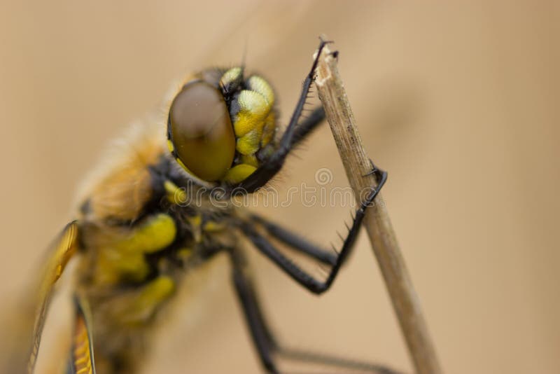Dragonfly close up stock image. Image of color, colors - 97730403