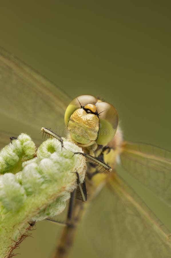 Dragonfly Closeup stock photo. Image of entomological - 25135988