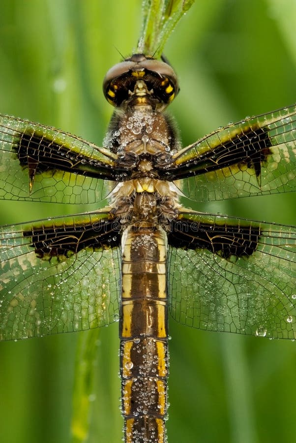Dragonfly closeup stock photo. Image of dragonfly, closeup - 28050172