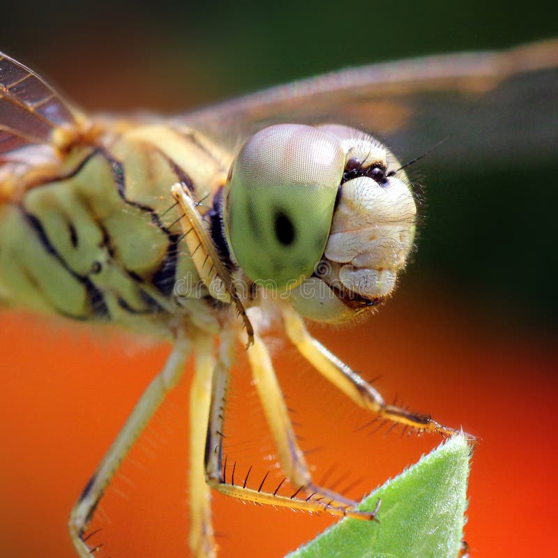 Dragonfly stock image. Image of face, wildlife, dragonfly - 5597957