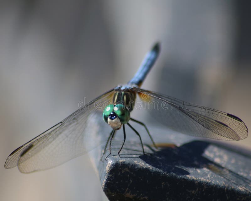 Dragonfly Closeup of Blue Dasher Stock Photo - Image of male ...