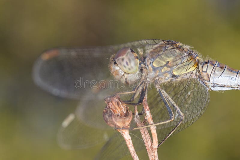 A dragonfly closeup stock image. Image of microscope - 93022365
