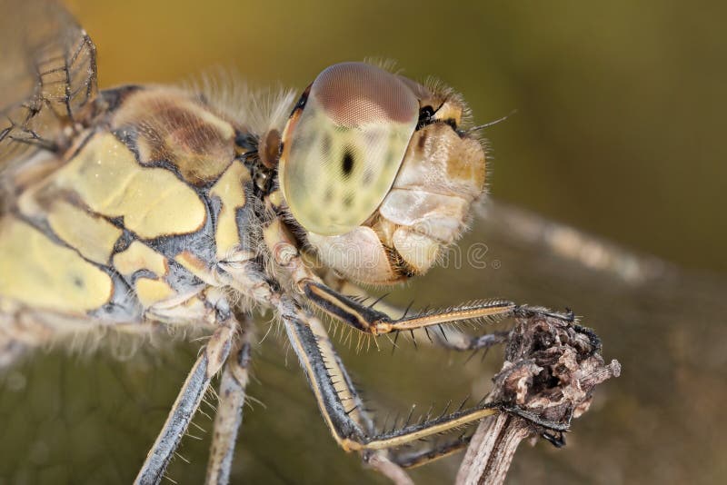 A dragonfly closeup stock image. Image of textured, science - 93022789