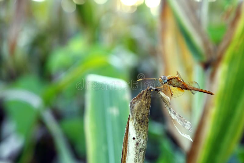 Dragonfly stock photo. Image of closeup, outdoors, dragonfly - 43897284