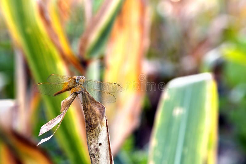 Dragonfly stock image. Image of entomology, corn, closeup - 43897285