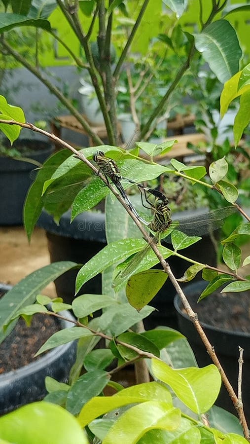 Dragonfly Couple in Morning Stock Photo - Image of insect, green: 226856726