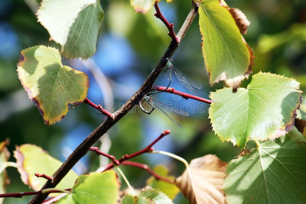 Dragonfly couple stock photo. Image of close, mating - 40244968