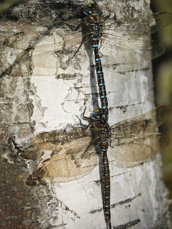 Dragonfly Couple Warming Up on a Birch Trunk Stock Photo - Image of ...