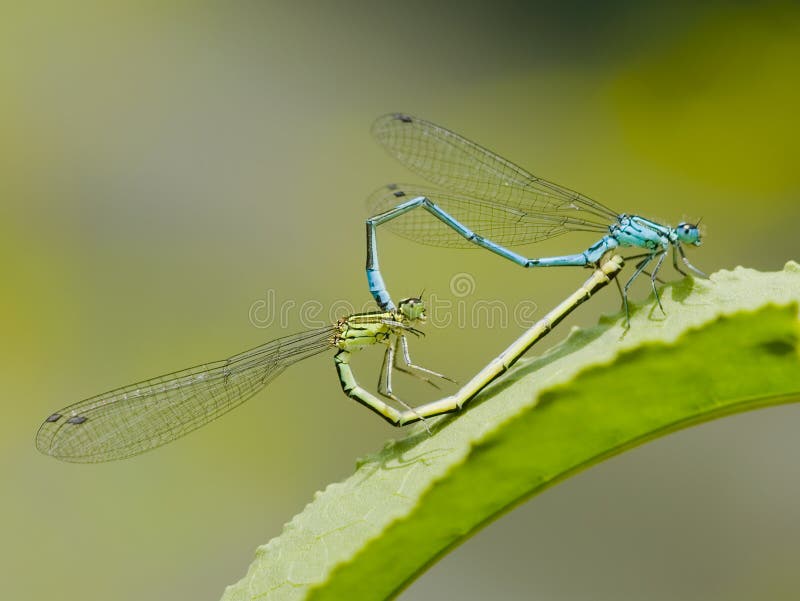 Dragonfly Creating Heart Stock Photos - Free & Royalty-Free Stock ...
