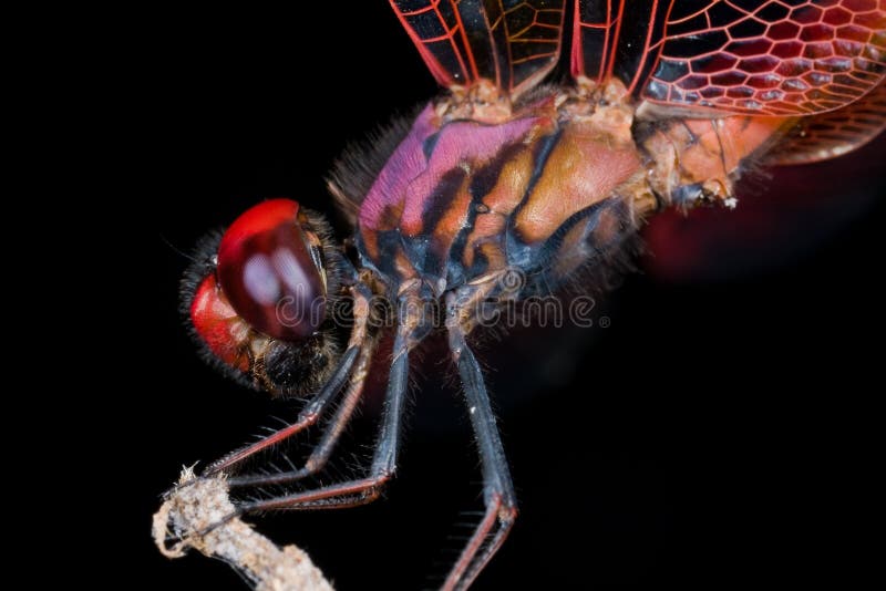 Dragonfly Crimson Dropwing stock image. Image of dropwing - 9743627