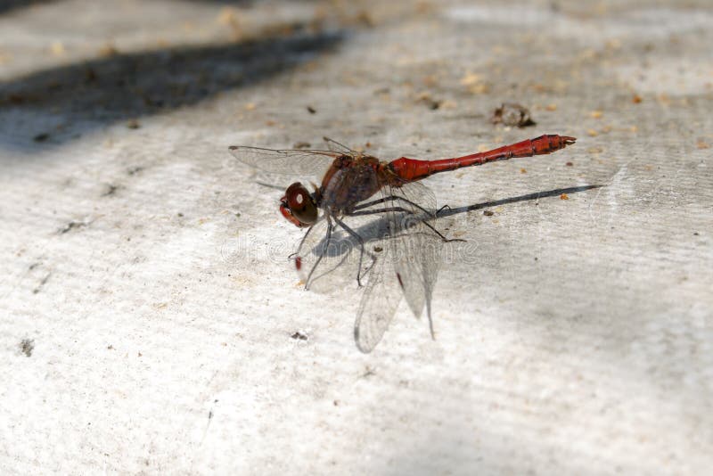 Dragonfly Crocothemis Sitting on Gray Slate Surface Stock Photo - Image ...