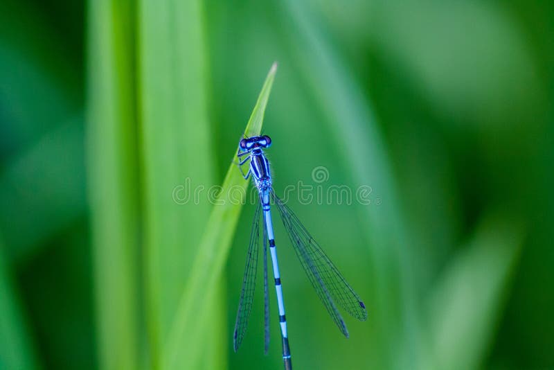 Dragonfly, Damselfly, Dragonflies And Damseflies, Insect Picture. Image ...