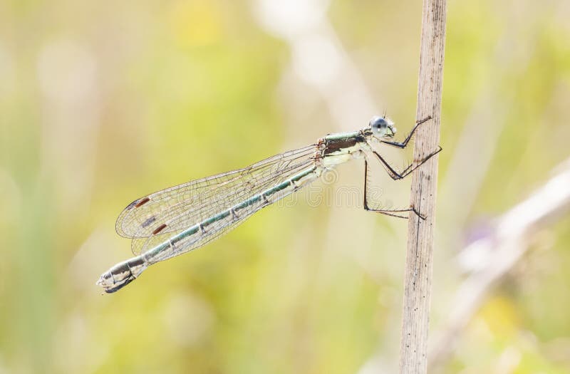 Dragonfly or Damselfly on a Plant Stock Image - Image of closeup ...