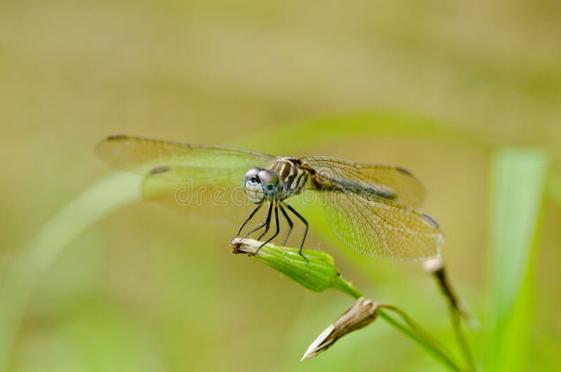 Dragonfly on Dandelion stock photo. Image of insects - 33586530