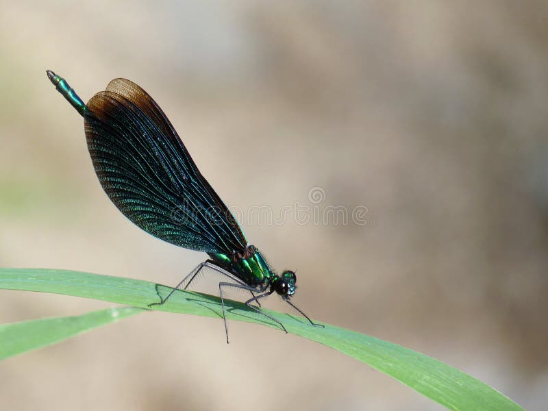 Dragonfly - dark green stock photo. Image of macro, water - 10872174