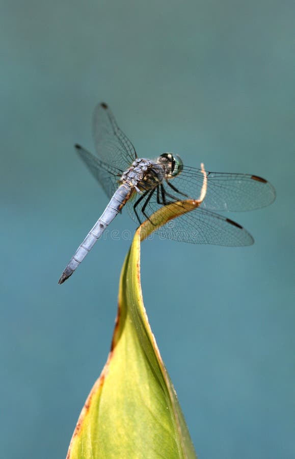 Turquoise Blue Dragonfly stock photo. Image of perched - 5752922