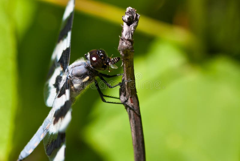 Dragonfly Devouring an Insect Stock Image - Image of devour, dragonfly ...