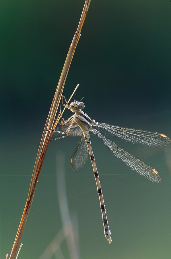 Dragonfly with Dew on Reed stock photo. Image of macro - 29058672