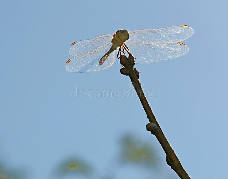 Dragonfly stock photo. Image of dragonfly, turkey, wing - 126070754