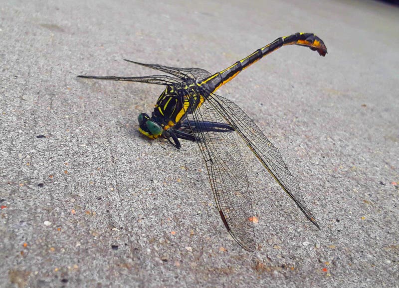 Dragonfly stock photo. Image of wings, dragon, dragonfly - 149974142