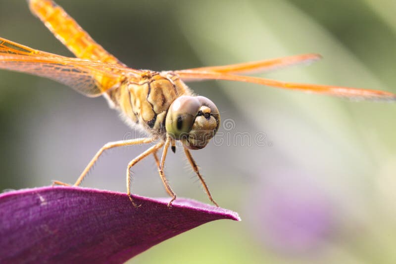 Dragonfly stock photo. Image of anisoptera, garden, outdoors - 44564400