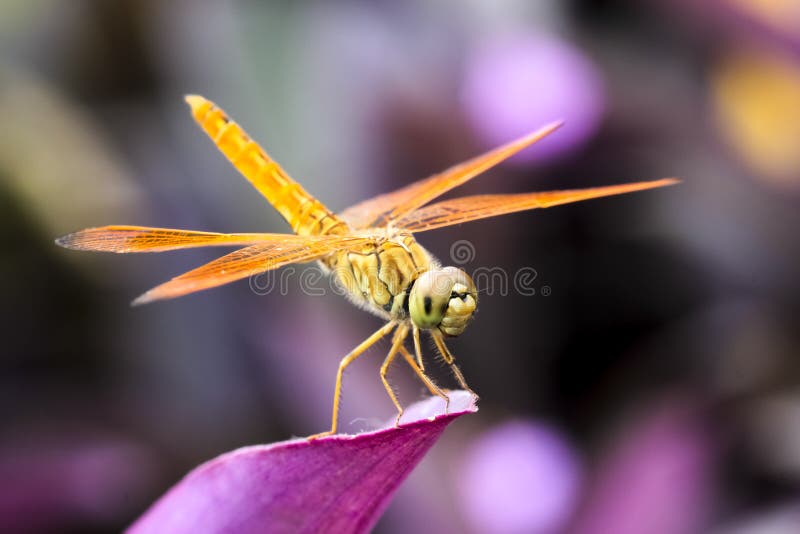 Dragonfly stock photo. Image of nature, garden, flying - 44565442