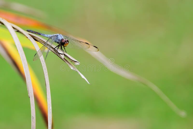 Dragonfly stock image. Image of nature, plant, green - 95121773