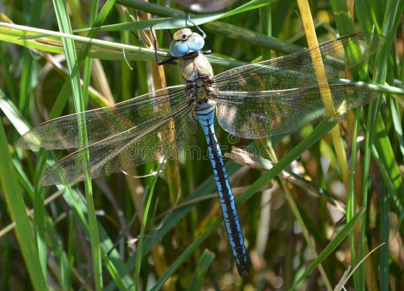 Dragonfly, Dragonflies And Damseflies, Insect, Wildlife Picture. Image ...