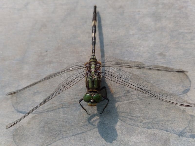 Dragonfly stock image. Image of dragonfly, perched, grey - 102463161