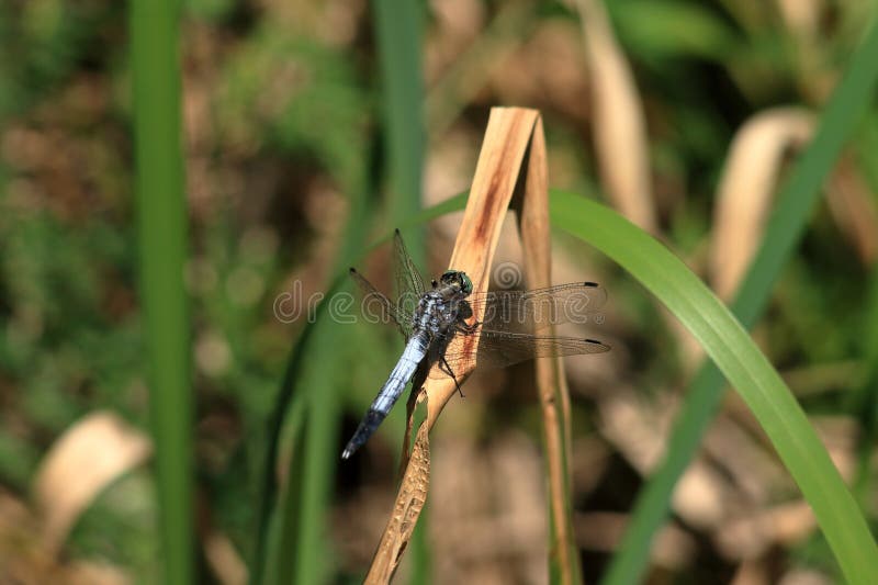 Dragonfly stock image. Image of plant, nature, closeup - 316336425