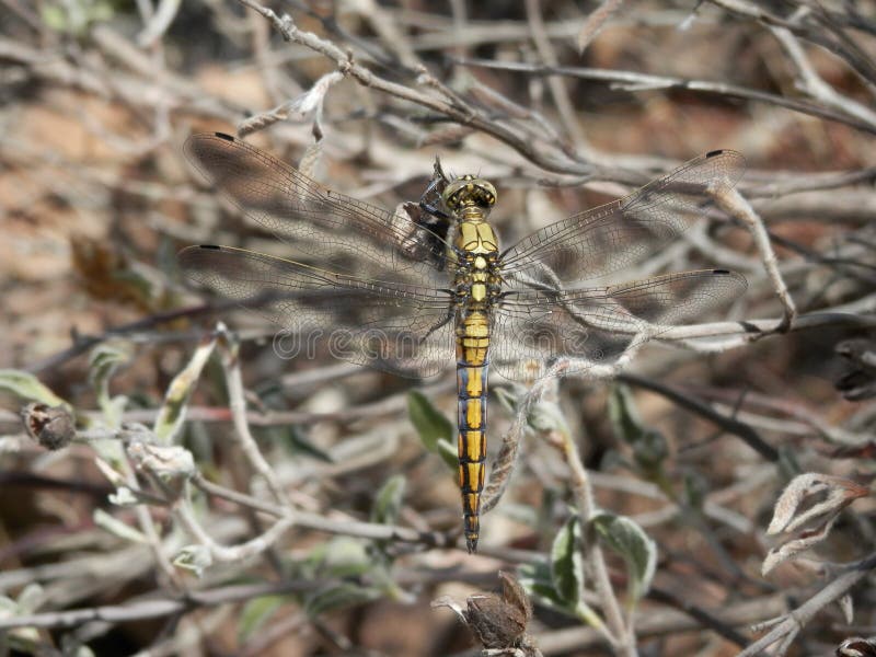 Dragonfly stock photo. Image of animal, insect, dragonfly - 148162482
