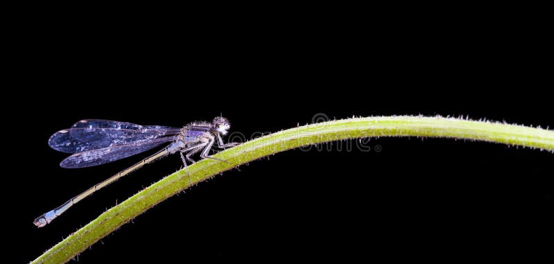 Dragonfly stock photo. Image of natural, detail, ripple - 218334380