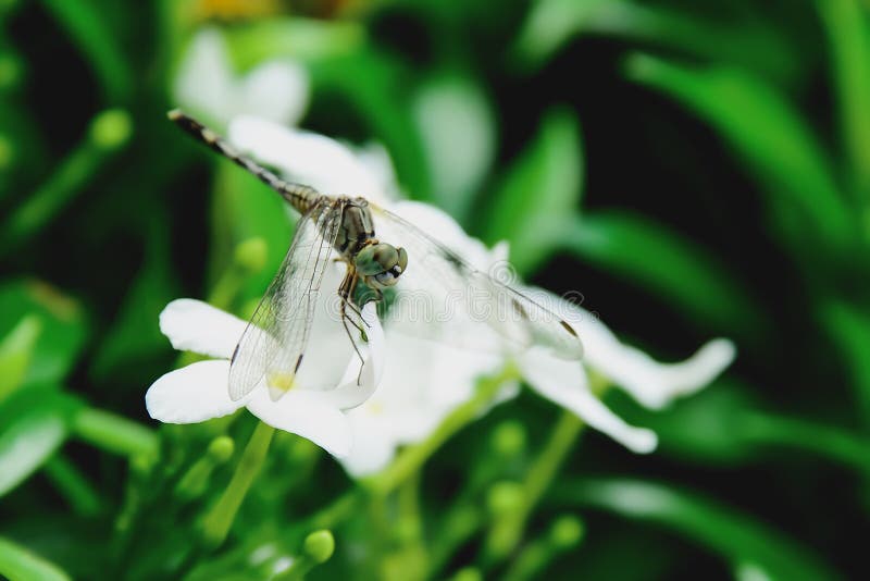 Dragonfly stock image. Image of background, black, japanese - 103315831