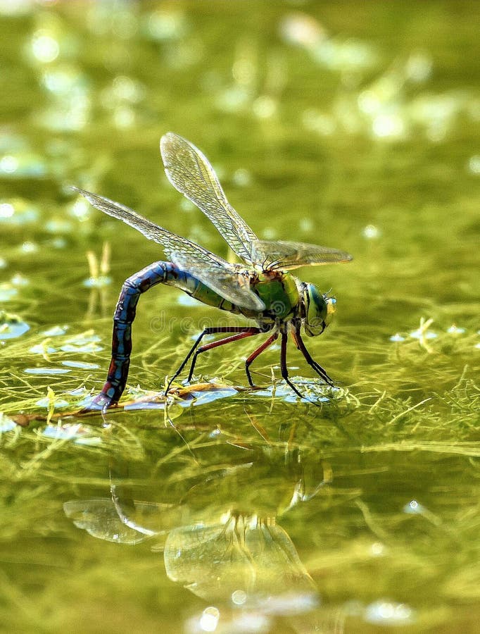 Dragonfly stock image. Image of nature, insects, wildlife - 121799775