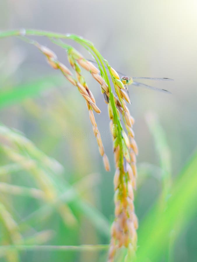 Dragonfly on Ear of Jasmin Rice Stock Image - Image of farmland, grass ...
