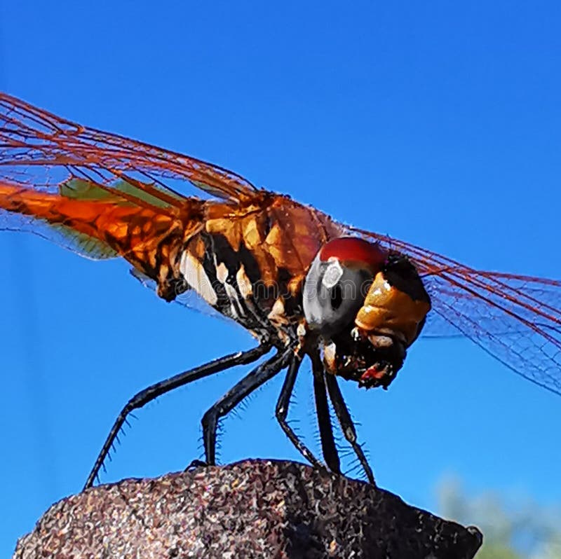 Dragonfly eating an ant stock photo. Image of dragonfly - 223973386