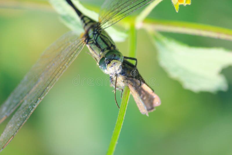 Dragonfly Eating Butterfly Insect Predator Stock Photo - Image of ...