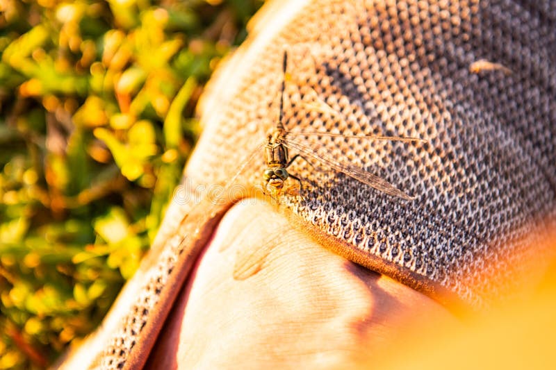 Dragonfly is Eating a Insect on the Shoe Stock Photo - Image of kill ...