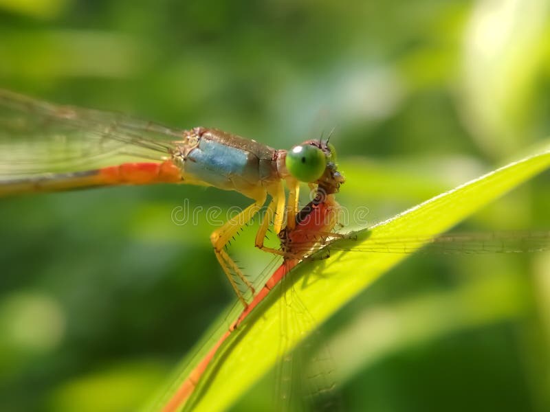 Dragonfly eating an ant stock photo. Image of dragonfly - 223973386