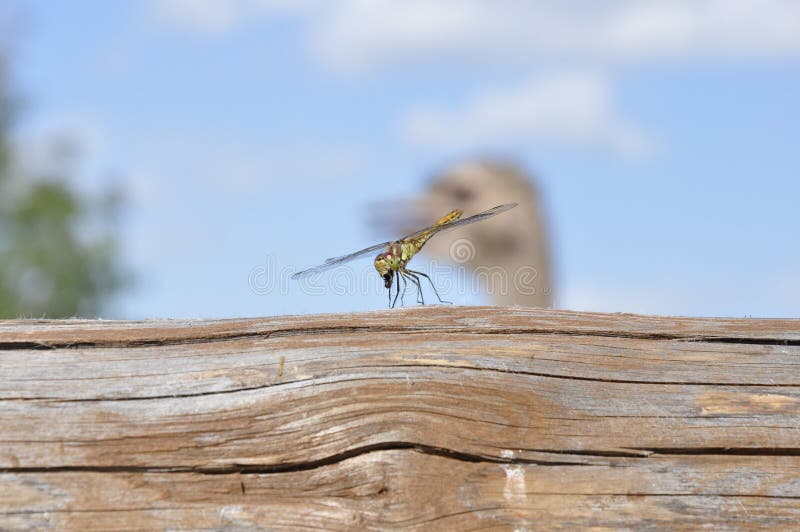 A Dragonfly Eats an Insect. Stock Photo - Image of dragonfly, eats ...