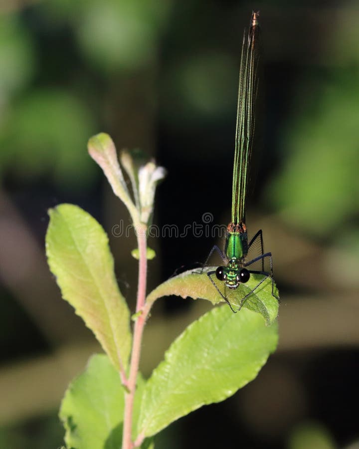 Dragonfly stock photo. Image of emerald, green, eyes - 98303548