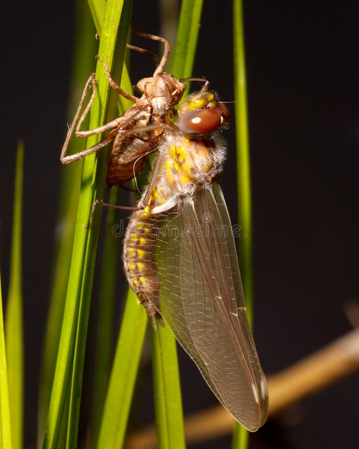 Dragonfly Emergence stock image. Image of female, water - 19758695