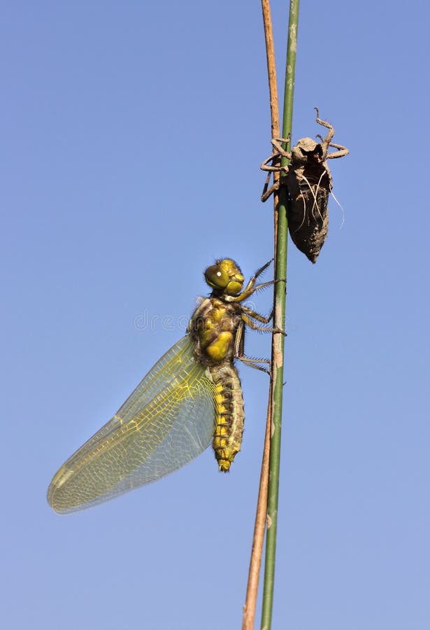 Dragonfly Emerging from Naiad State Stock Image - Image of macro ...